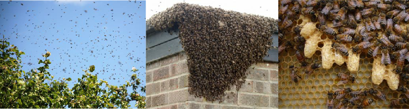Why Do Honey Bees Swarm