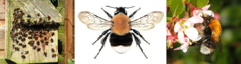 Bird Boxes & Bumble Bees